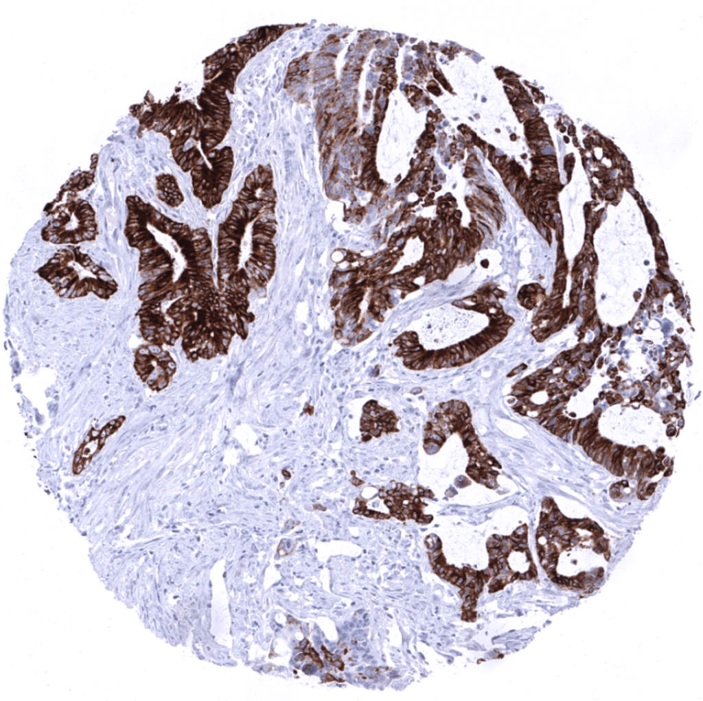 MUC5AC (MSVA-109M) - MS Validated Antibodies
