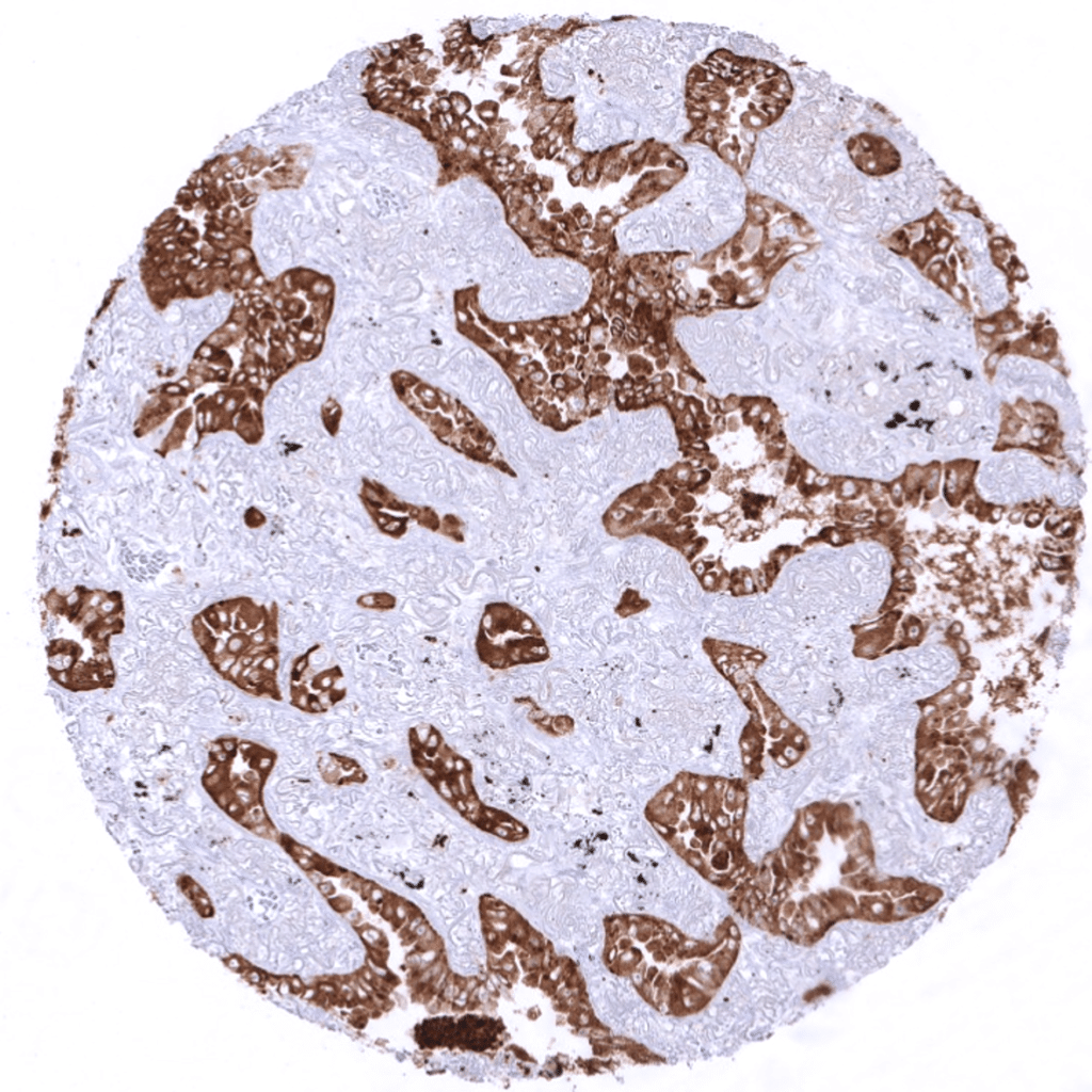Napsin A (MSVA-112R) - MS Validated Antibodies