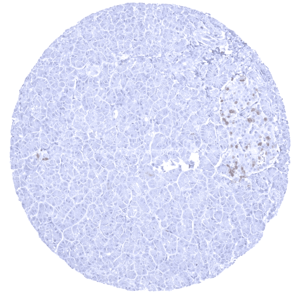 p16 (MSVA-016R) - MS Validated Antibodies