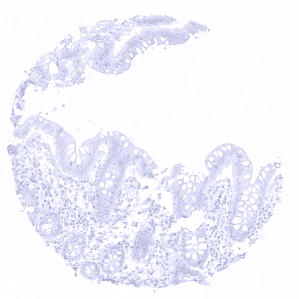 Normal Tissue Gallery PLAP - MS Validated Antibodies