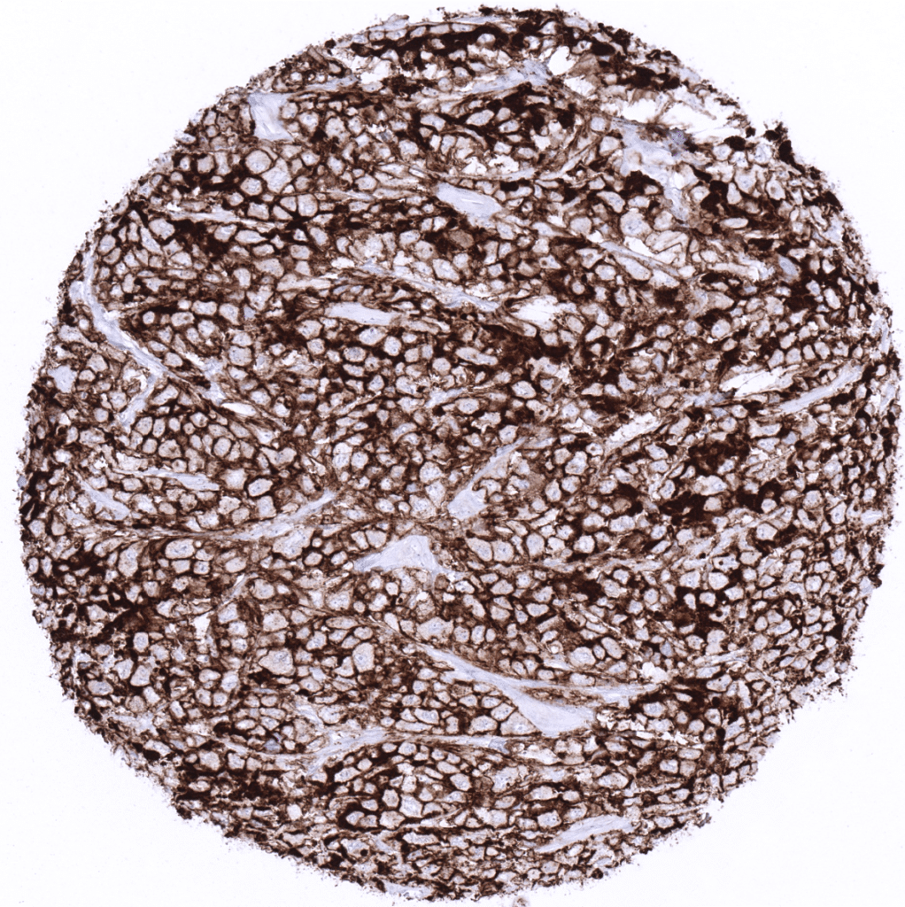 CD4 (MSVA-004R) - MS Validated Antibodies