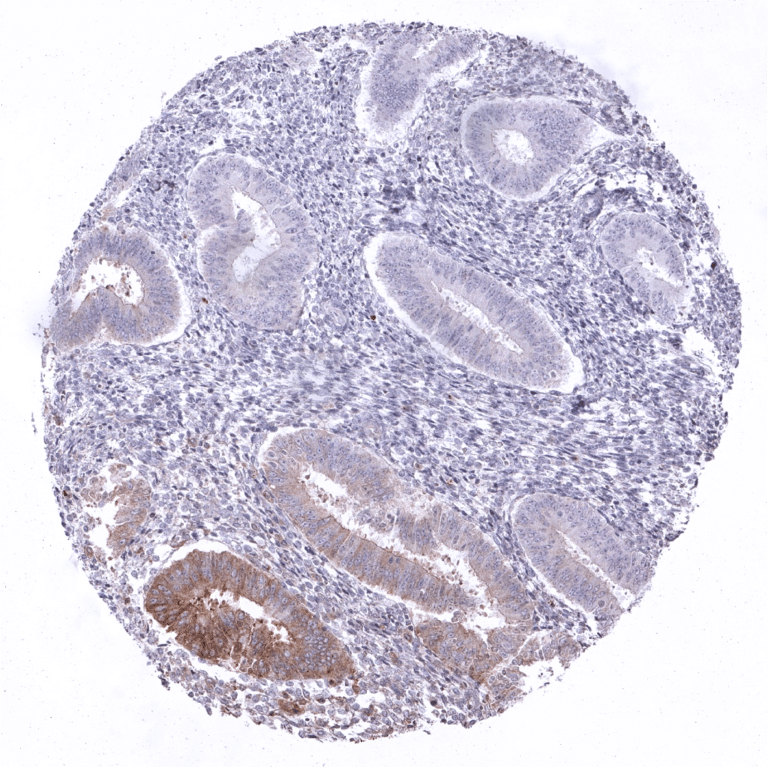 Normal Tissue Gallery Mesothelin - MS Validated Antibodies