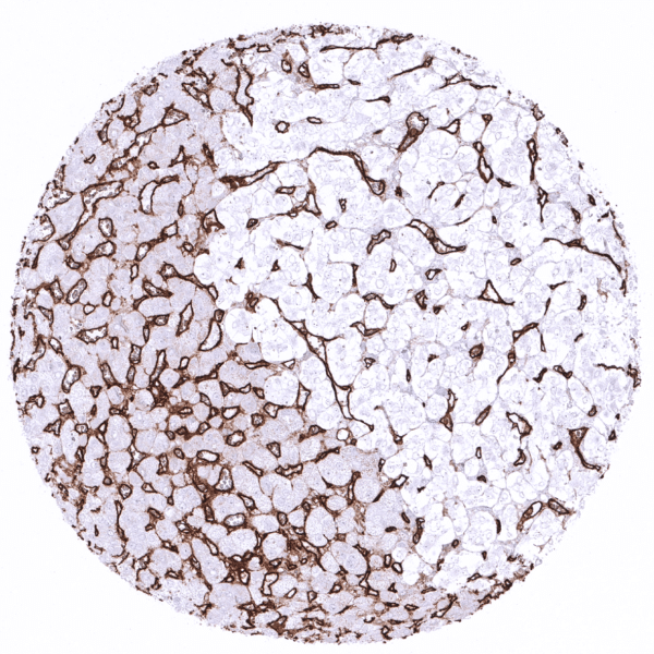 Normal Tissue Gallery CD34 - MS Validated Antibodies