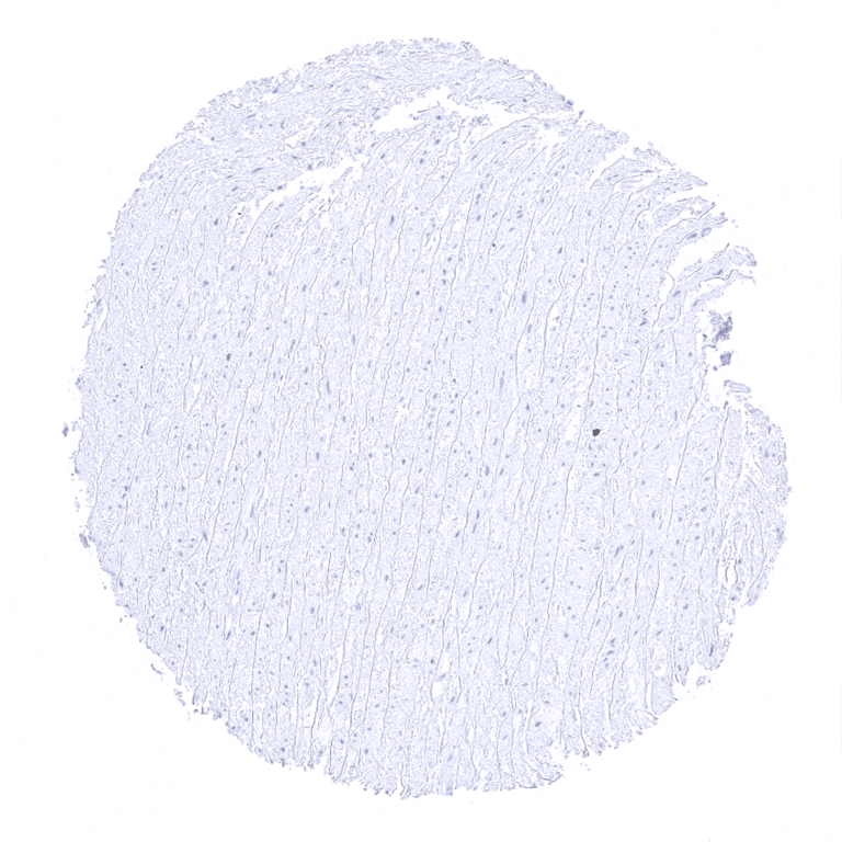 Normal Tissue Gallery CEA - MS Validated Antibodies