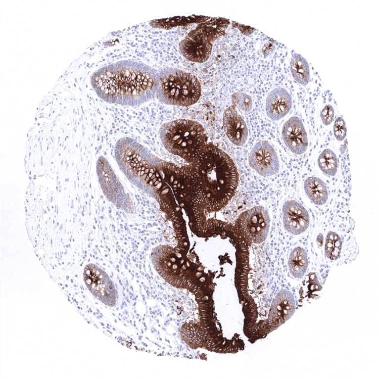 Normal Tissue Gallery CEA - MS Validated Antibodies