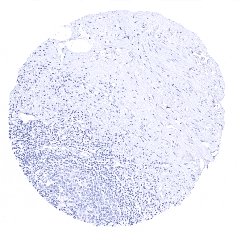 Normal Tissue Gallery CEA - MS Validated Antibodies