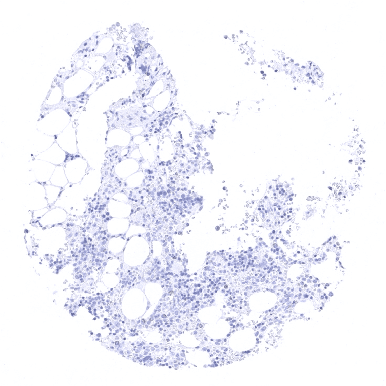 Normal Tissue Gallery CEA - MS Validated Antibodies