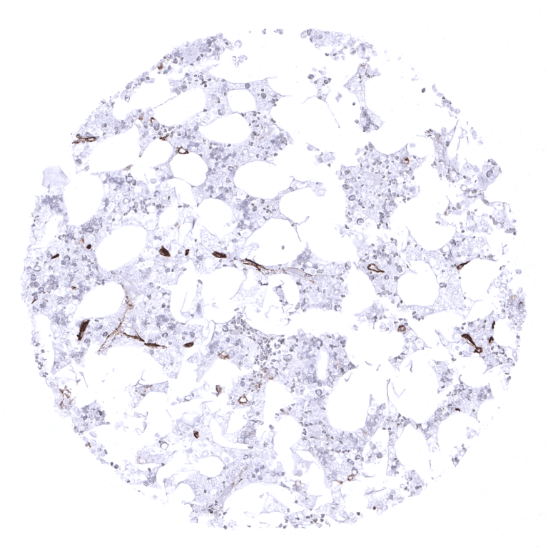 Normal Tissue Gallery CD34 - MS Validated Antibodies