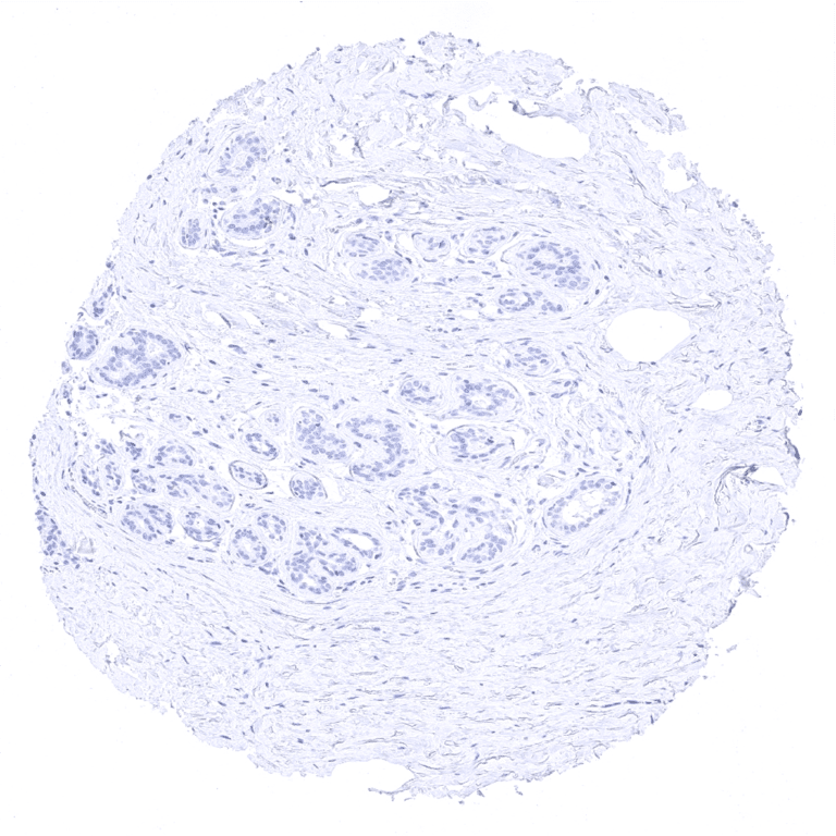 Normal Tissue Gallery CEA - MS Validated Antibodies