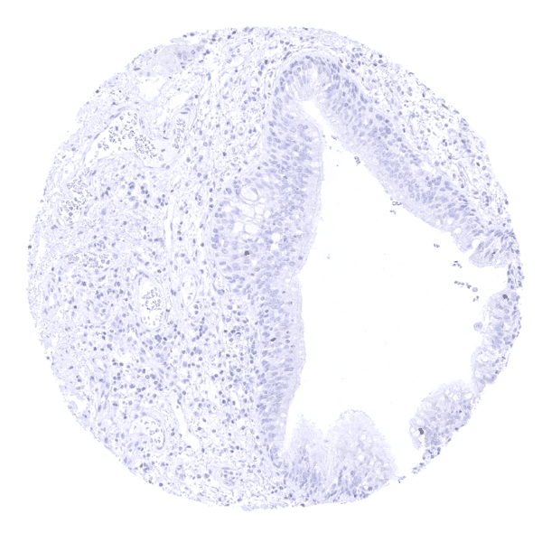 Normal Tissue Gallery MUC6 - MS Validated Antibodies
