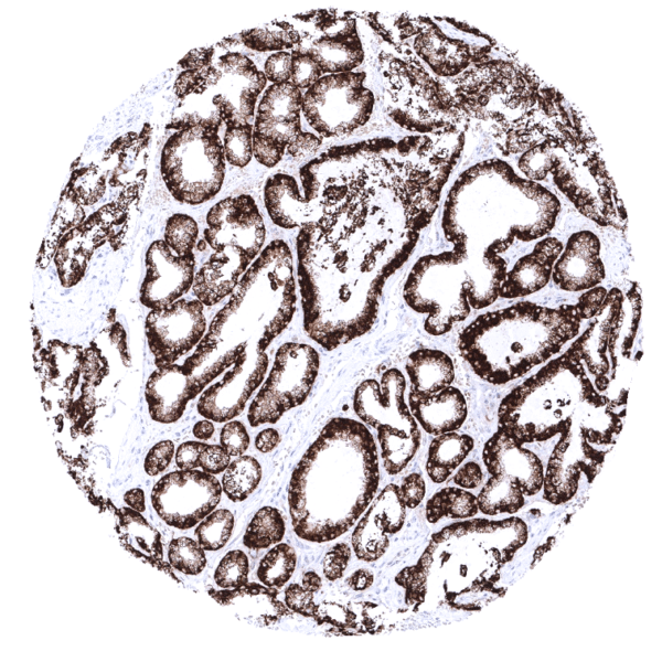 Normal Tissue Gallery MUC6 - MS Validated Antibodies