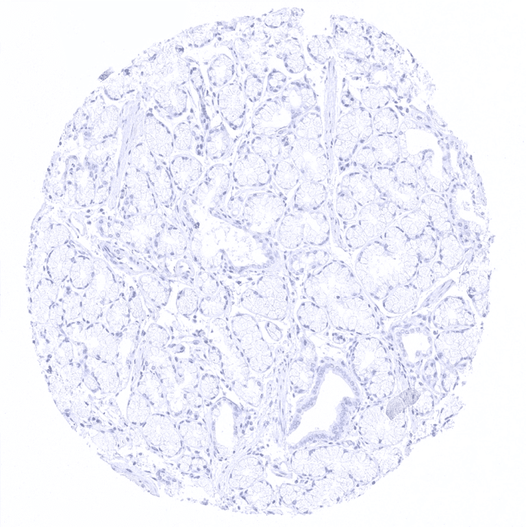 Normal Tissue Gallery CEA - MS Validated Antibodies