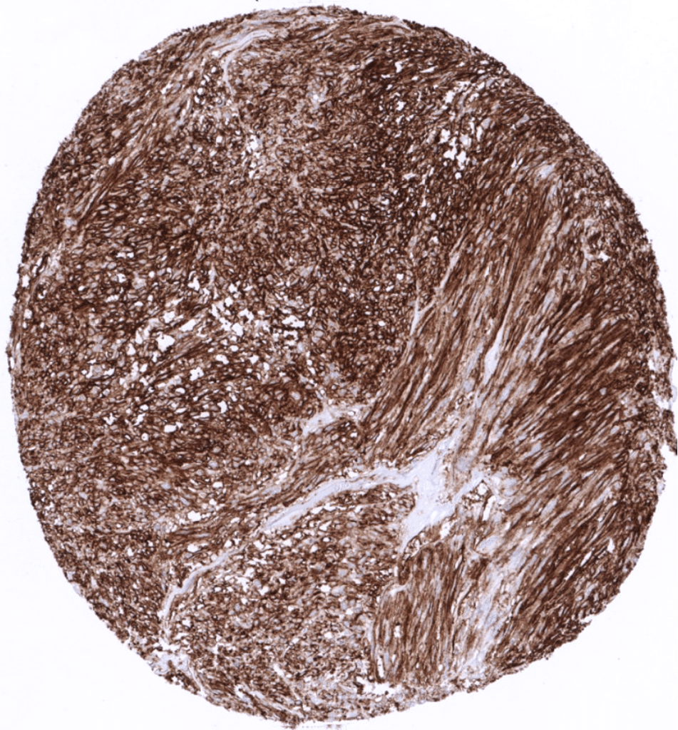 CD34 (MSVA-034R) - MS Validated Antibodies