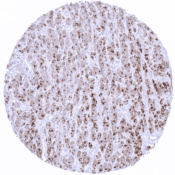 PSAP (MSVA-452M) - MS Validated Antibodies