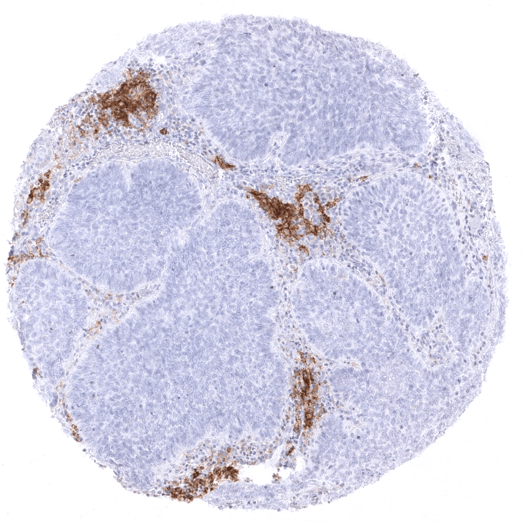 PD-L1 (MSVA-711R) - MS Validated Antibodies