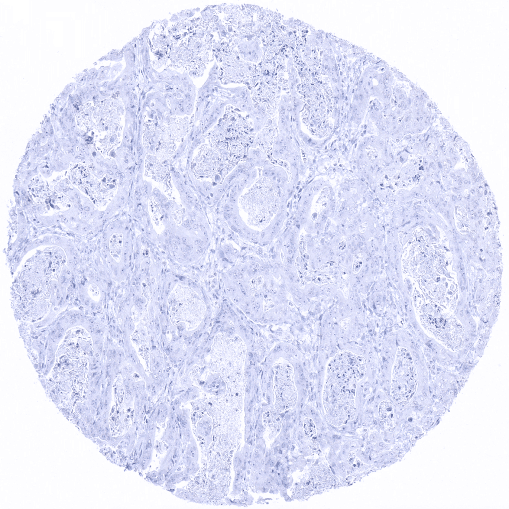 PSAP (MSVA-452M) - MS Validated Antibodies