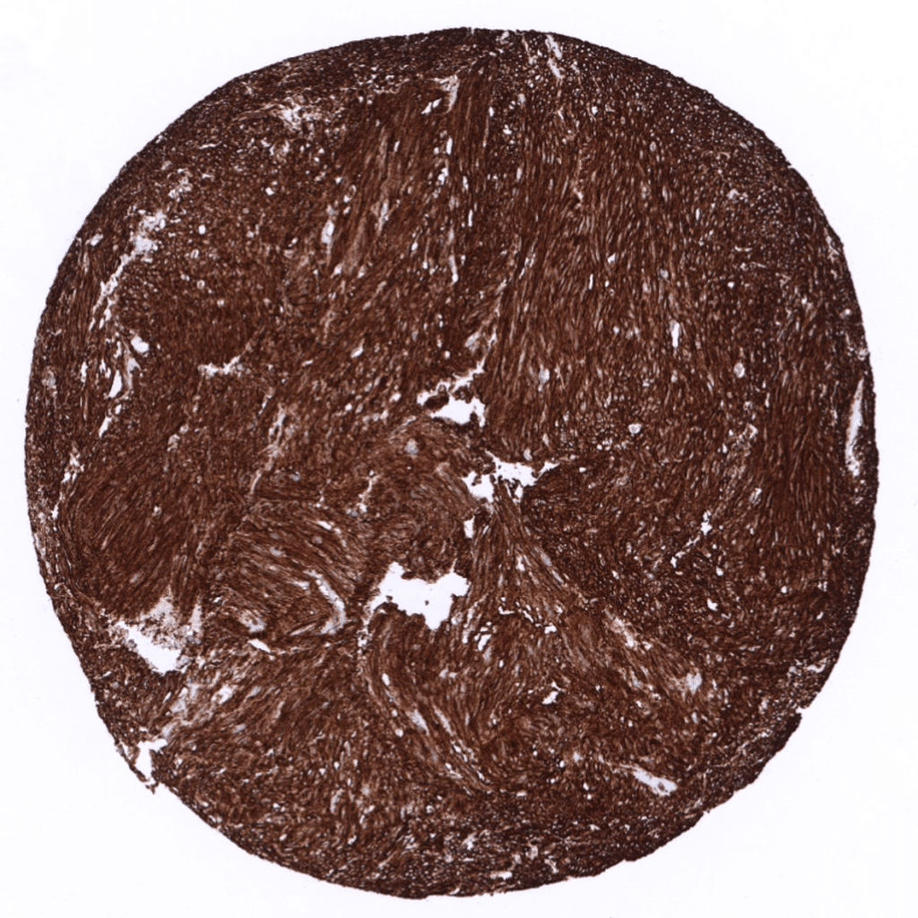 CD34 (MSVA-034R) - MS Validated Antibodies