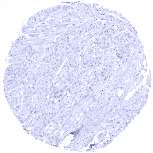 PSAP (MSVA-452M) - MS Validated Antibodies