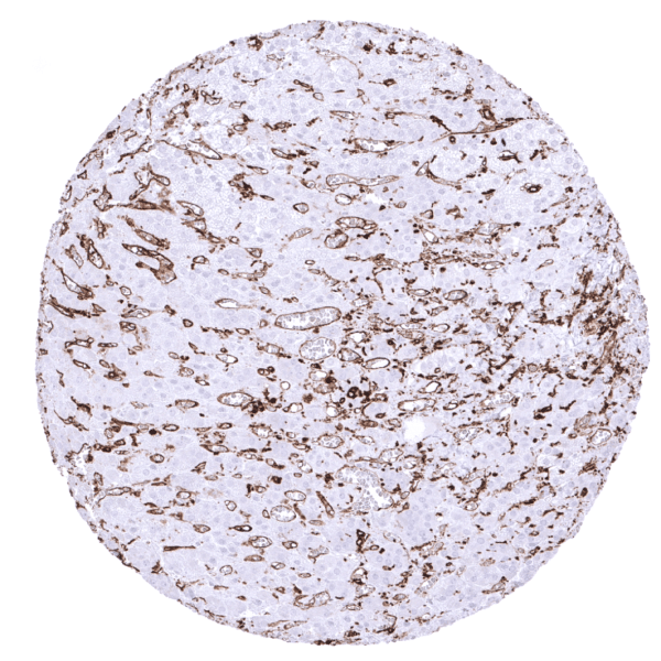 Normal Tissue Gallery HLA-DRa - MS Validated Antibodies