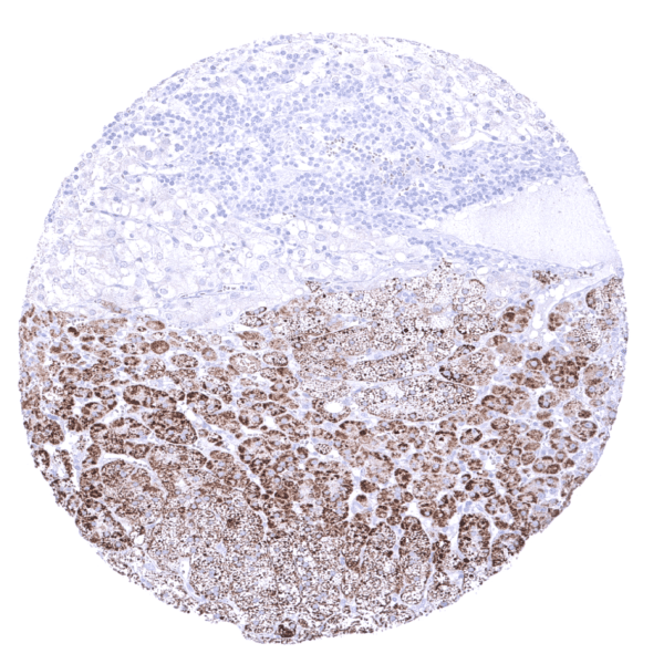 Normal Tissue Gallery Melan A+ - MS Validated Antibodies