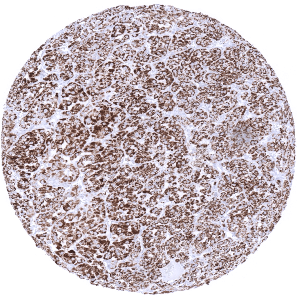 Melan A+ (MSVA-901M+) - MS Validated Antibodies