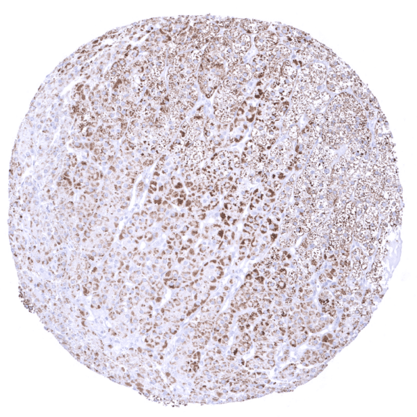 Normal Tissue Gallery Melan A+ - MS Validated Antibodies