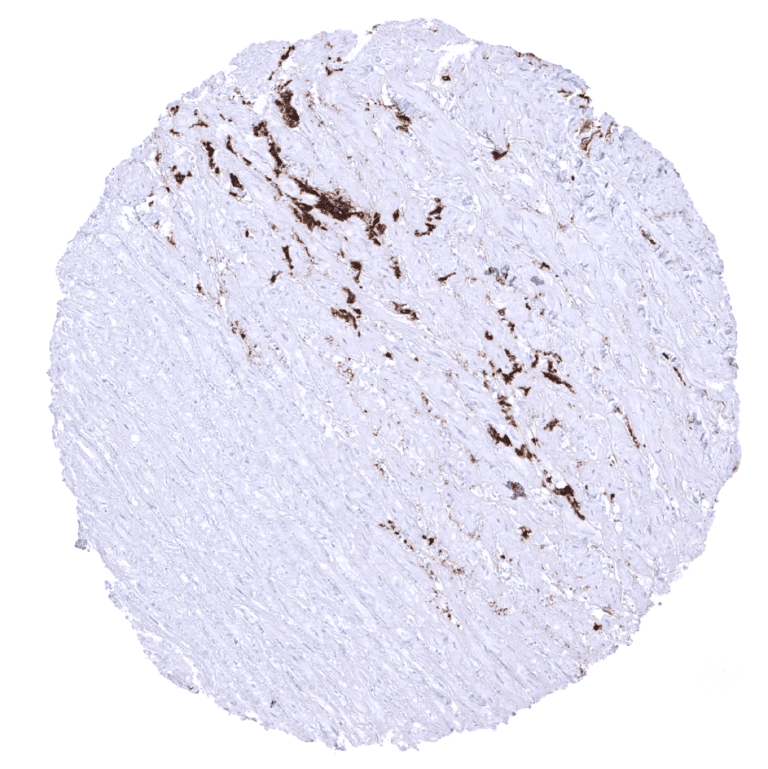 Normal Tissue Gallery HLA-DRa - MS Validated Antibodies