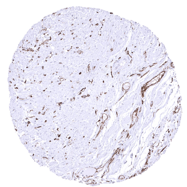 Normal Tissue Gallery HLA-DRa - MS Validated Antibodies