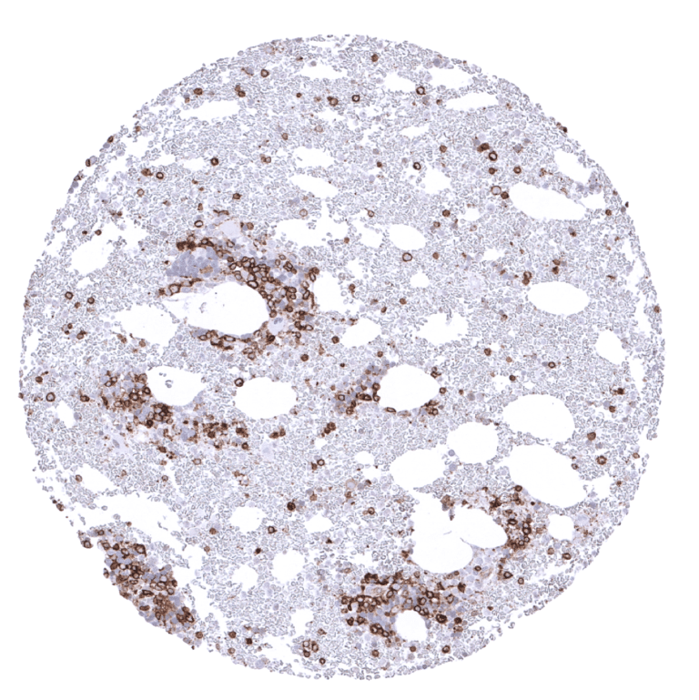Normal Tissue Gallery HLA-DRa - MS Validated Antibodies
