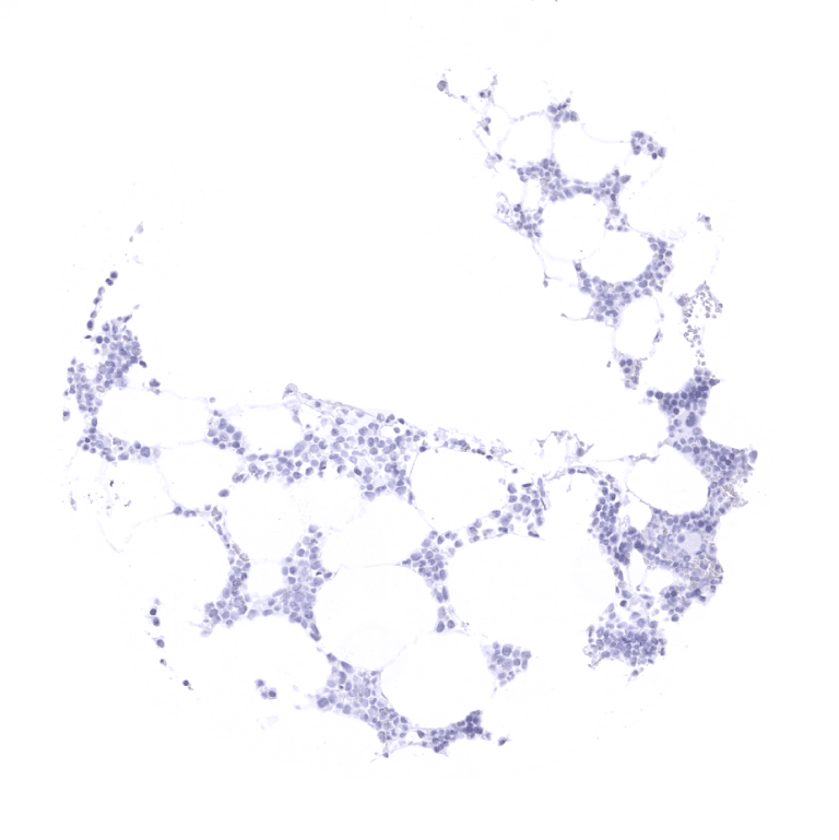 Normal Tissue Gallery Desmin - MS Validated Antibodies