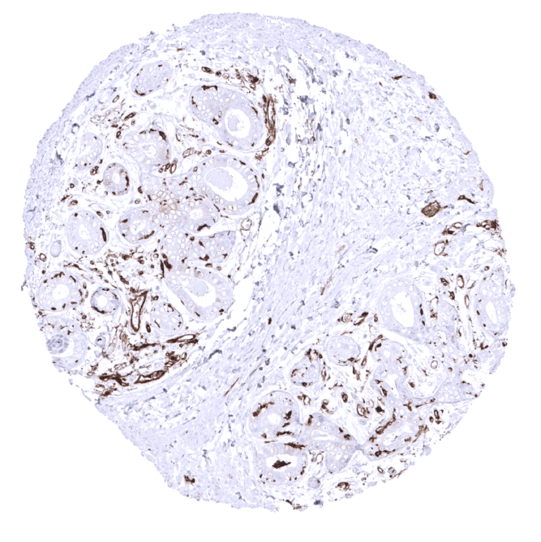 Normal Tissue Gallery HLA-DRa - MS Validated Antibodies