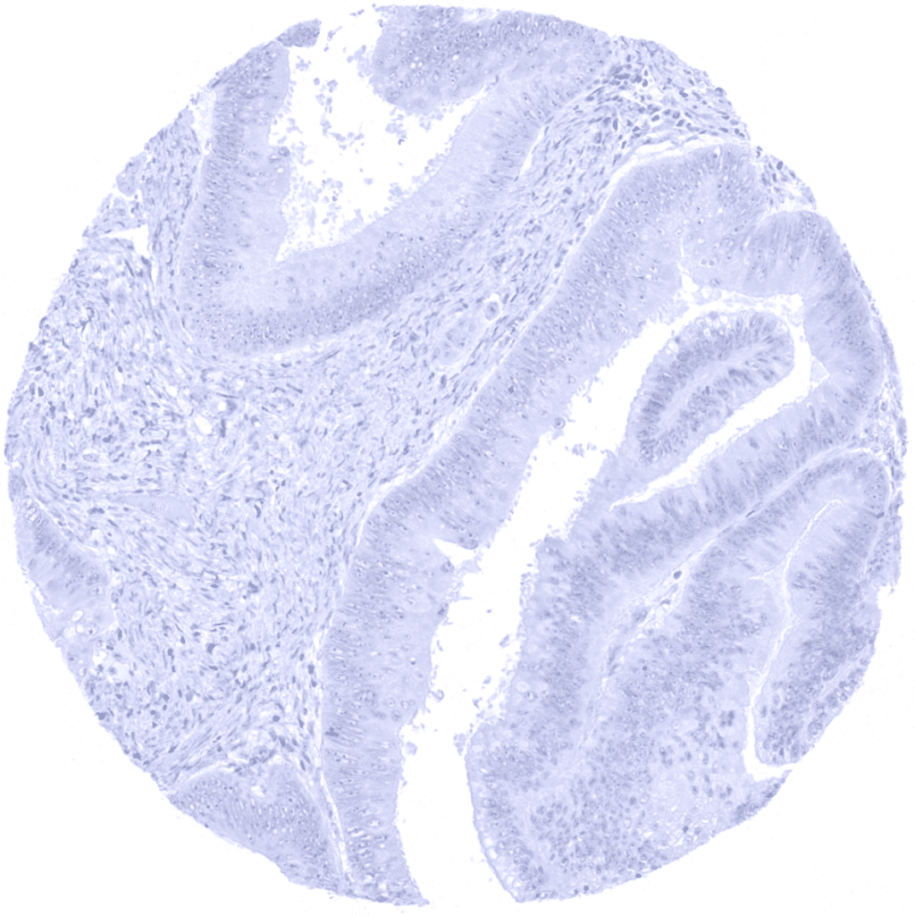 Melan A+ (MSVA-901M+) - MS Validated Antibodies