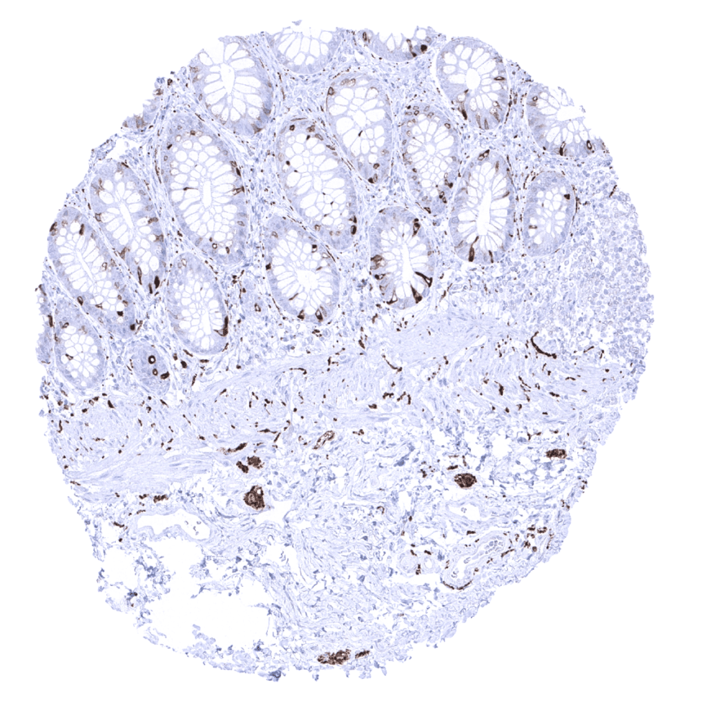Synaptophysin (MSVA-462R) - MS Validated Antibodies