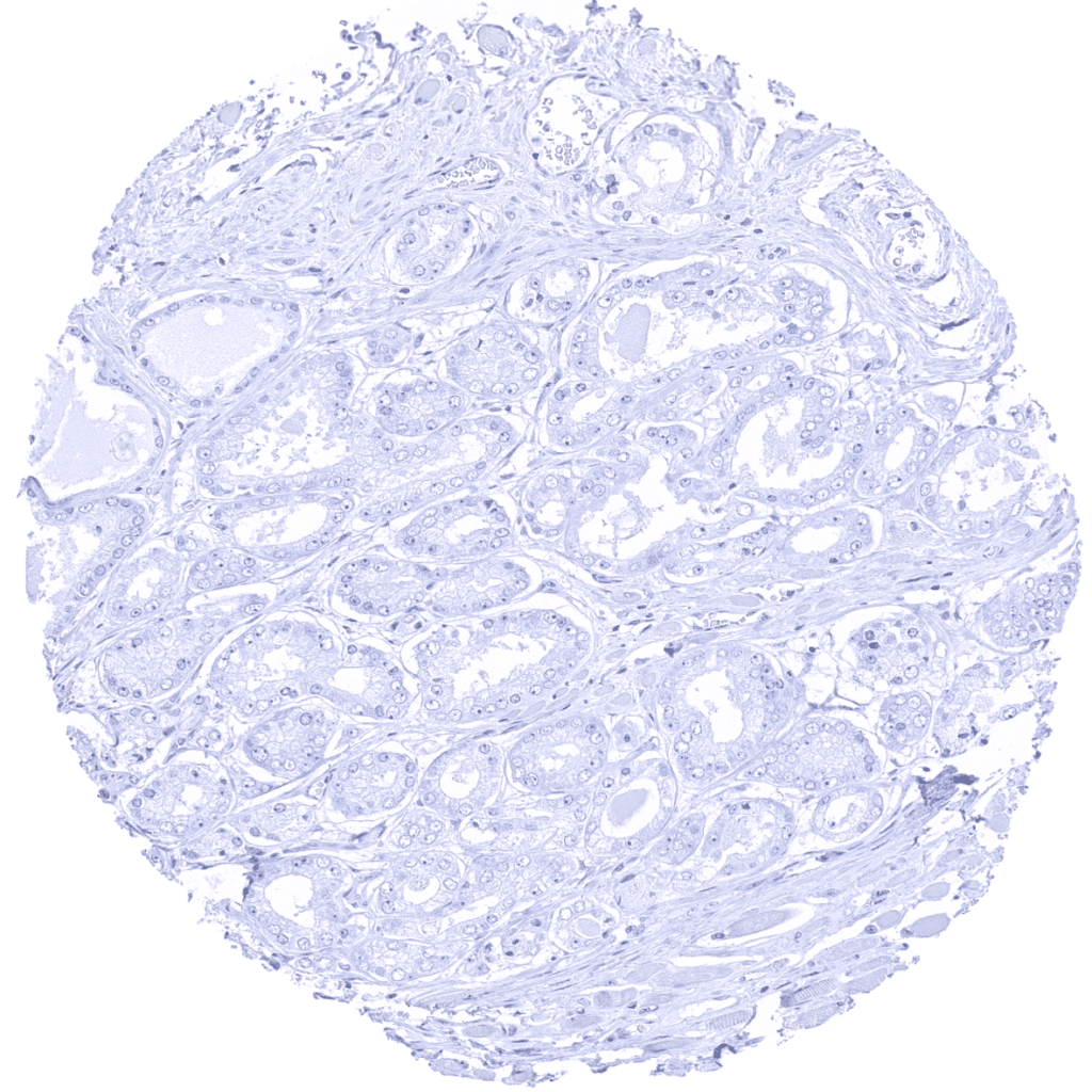 Synaptophysin (MSVA-462R) - MS Validated Antibodies