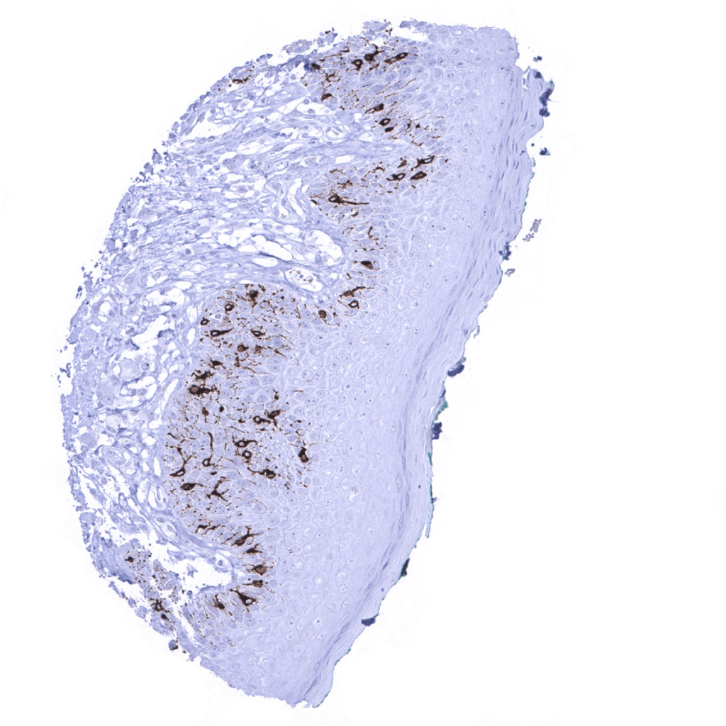 Melan A Specific (MSVA-900M) - MS Validated Antibodies