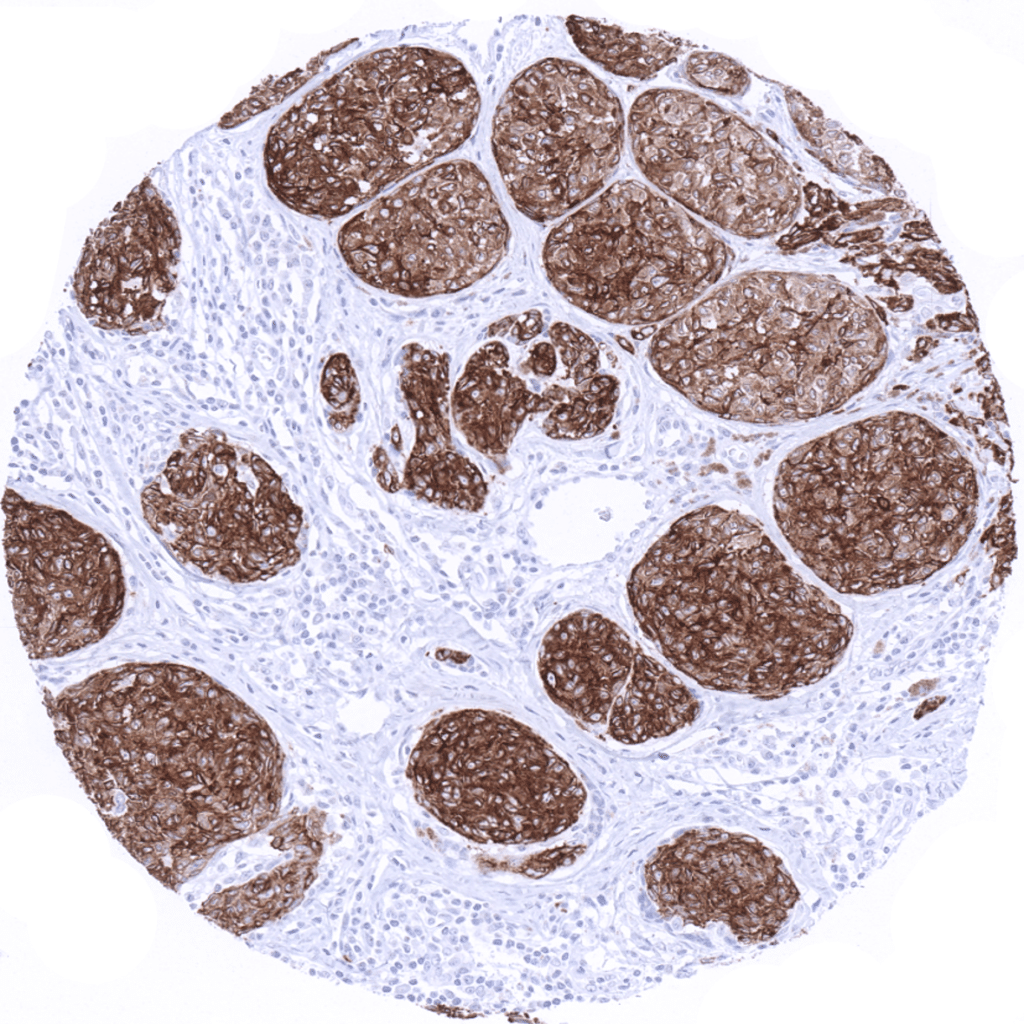 Melan A+ (MSVA-901M+) - MS Validated Antibodies