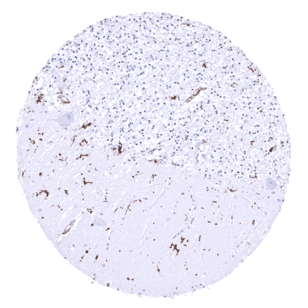 Normal Tissue Gallery HLA-DRa - MS Validated Antibodies
