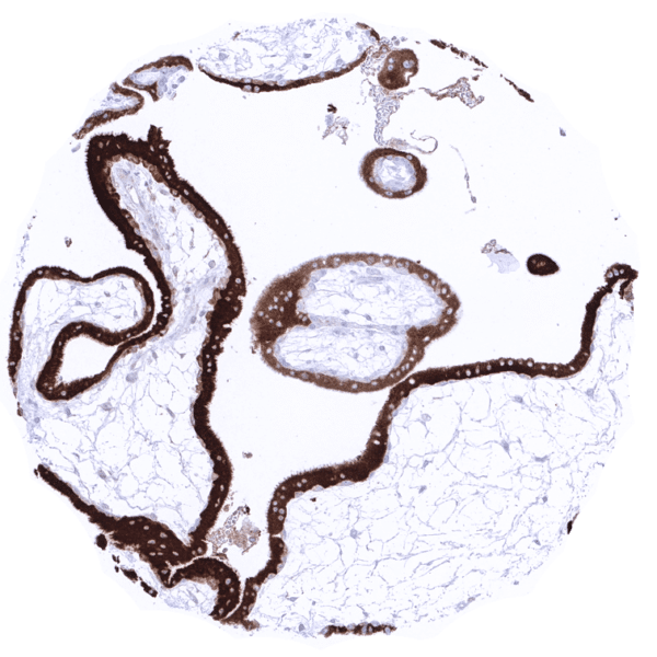 Inhibin Alpha (MSVA-561R) - MS Validated Antibodies