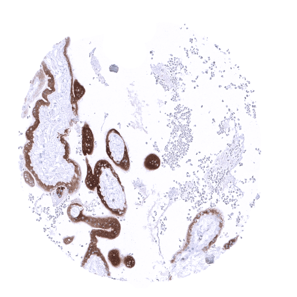 PAPP-A (MSVA-780M) - MS Validated Antibodies