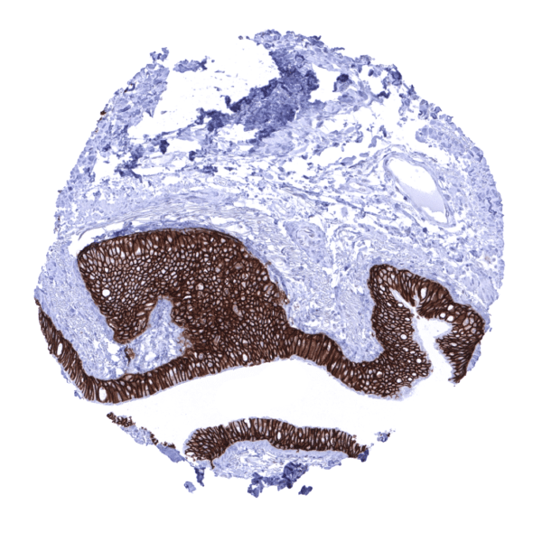 Normal Tissue Gallery TACSTD2 / Trop-2 - MS Validated Antibodies