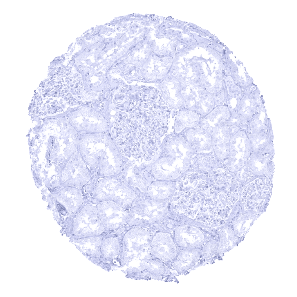 MyoD1 (MSVA-801R) - MS Validated Antibodies