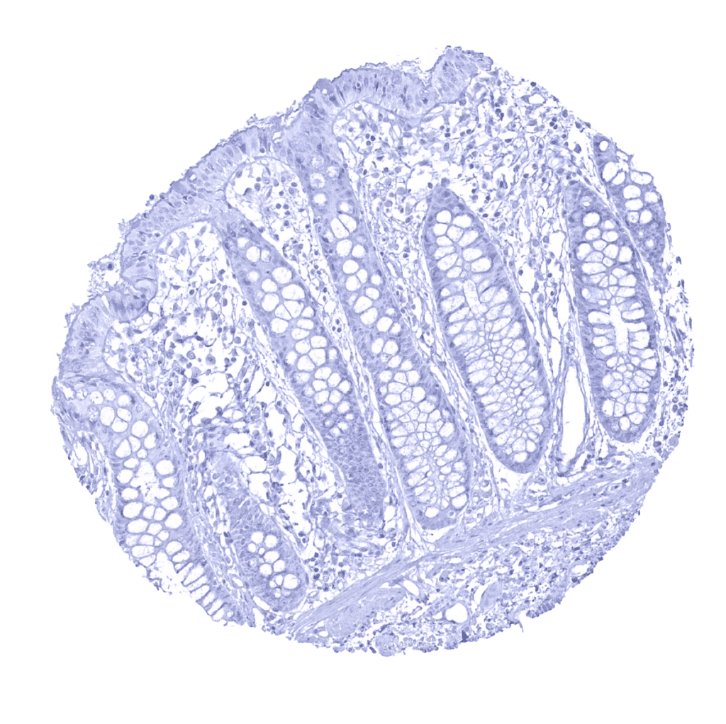 MyoD1 (MSVA-801R) - MS Validated Antibodies