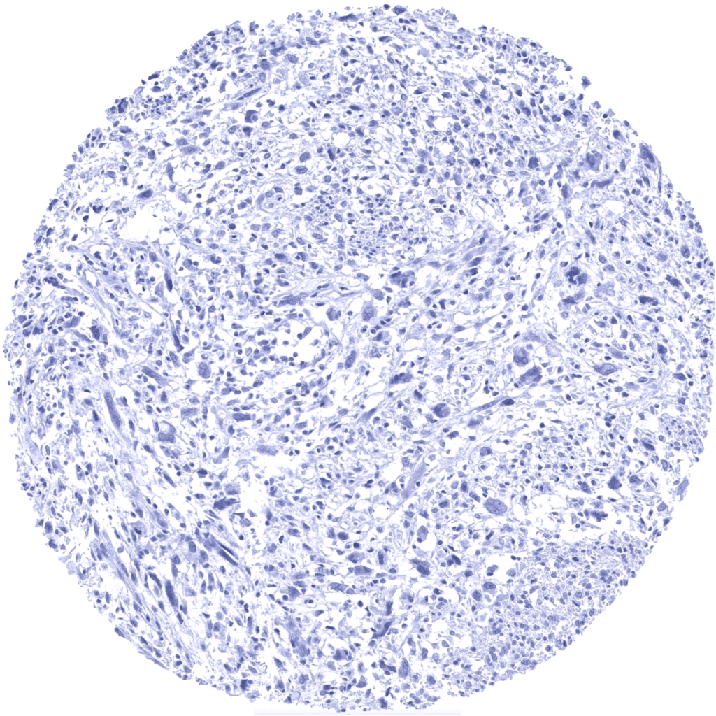 MyoD1 (MSVA-801R) - MS Validated Antibodies