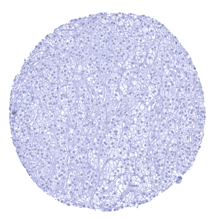 Normal Tissue Gallery Calbindin 1 - MS Validated Antibodies
