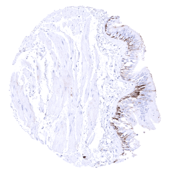Normal Tissue Gallery MUC1 / EMA - MS Validated Antibodies