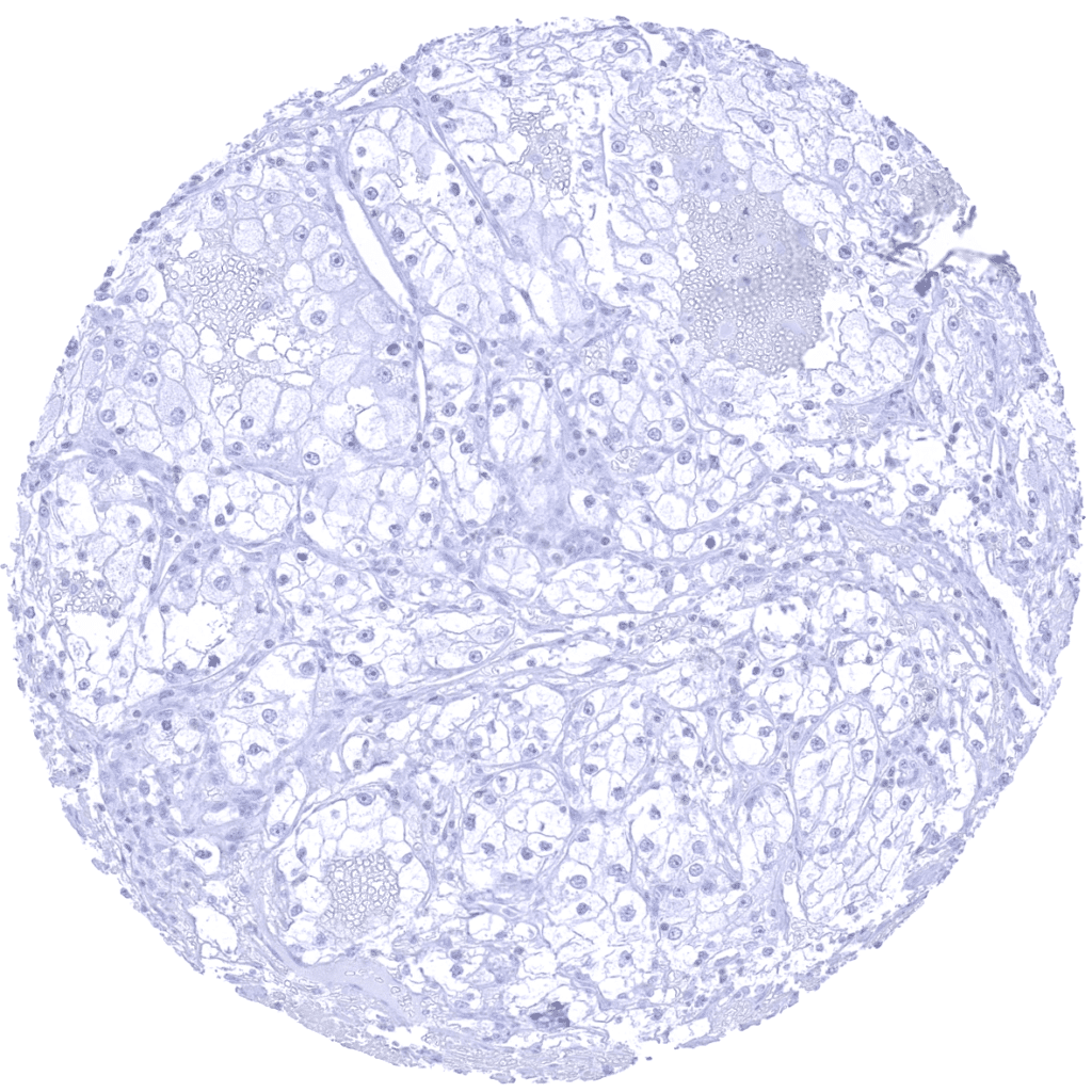 Calbindin 1 (MSVA-471M) - MS Validated Antibodies