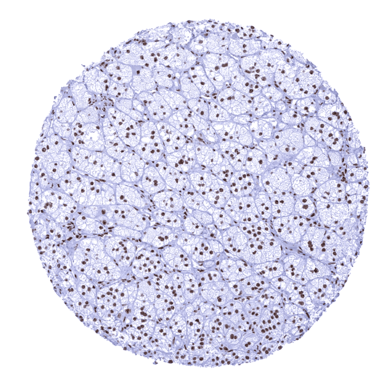 Normal Tissue Gallery Nucleolin - MS Validated Antibodies