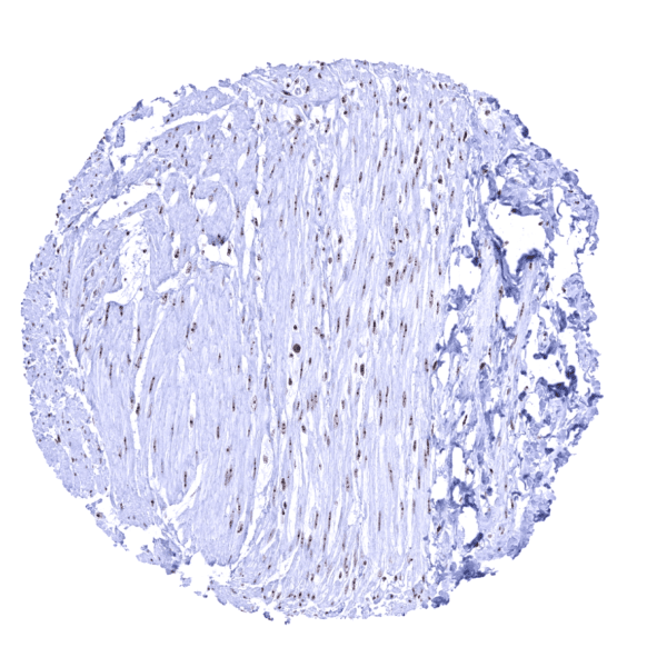 Normal Tissue Gallery Nucleolin - MS Validated Antibodies