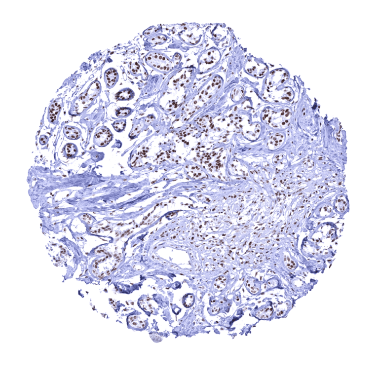 Normal Tissue Gallery Nucleolin - MS Validated Antibodies