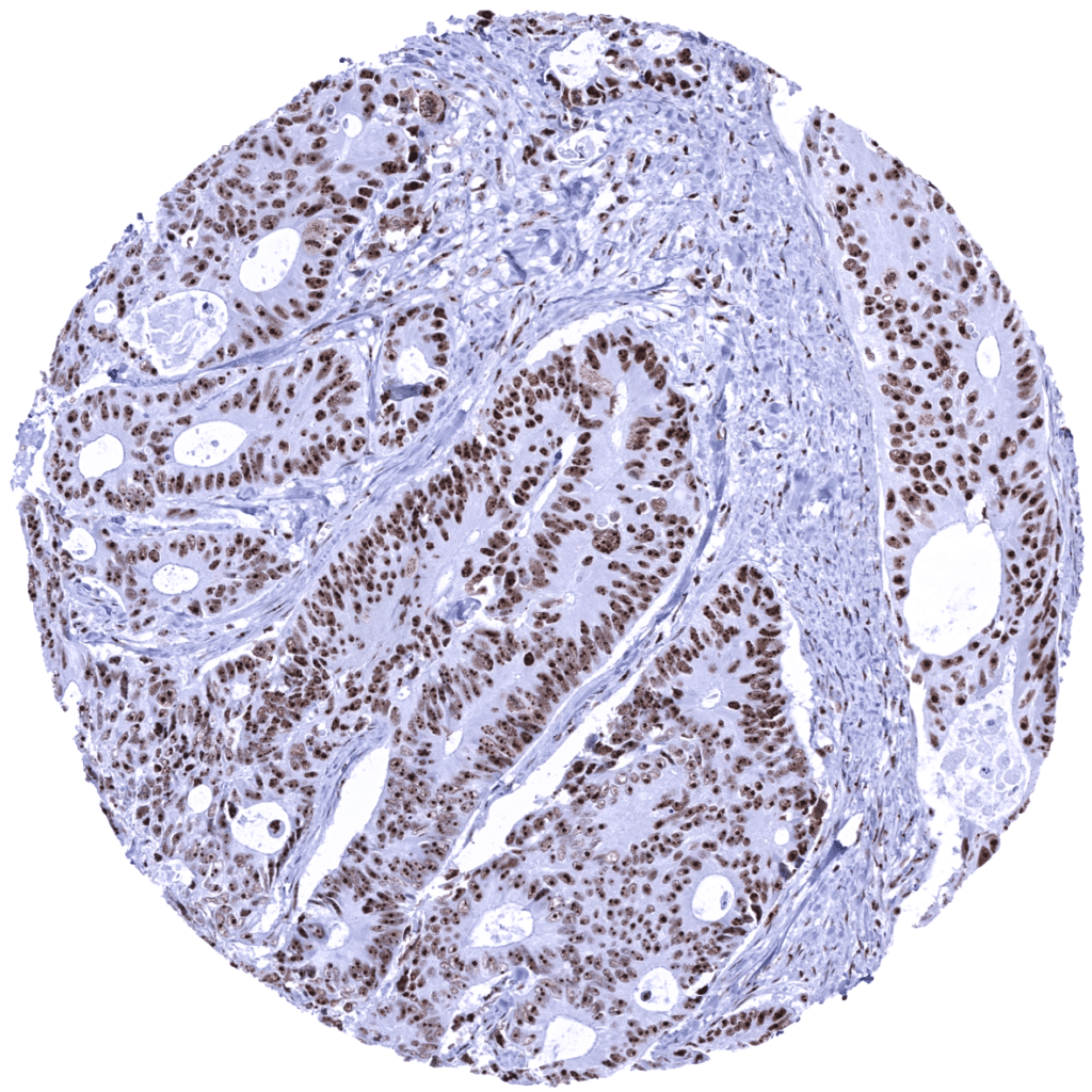 Nucleolin (MSVA-623R) - MS Validated Antibodies